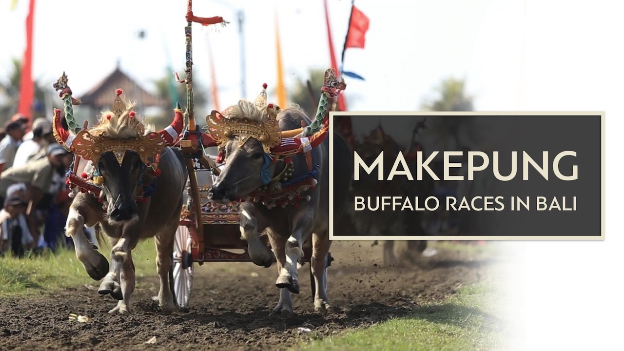 Makepung - Buffalo Races in Bali